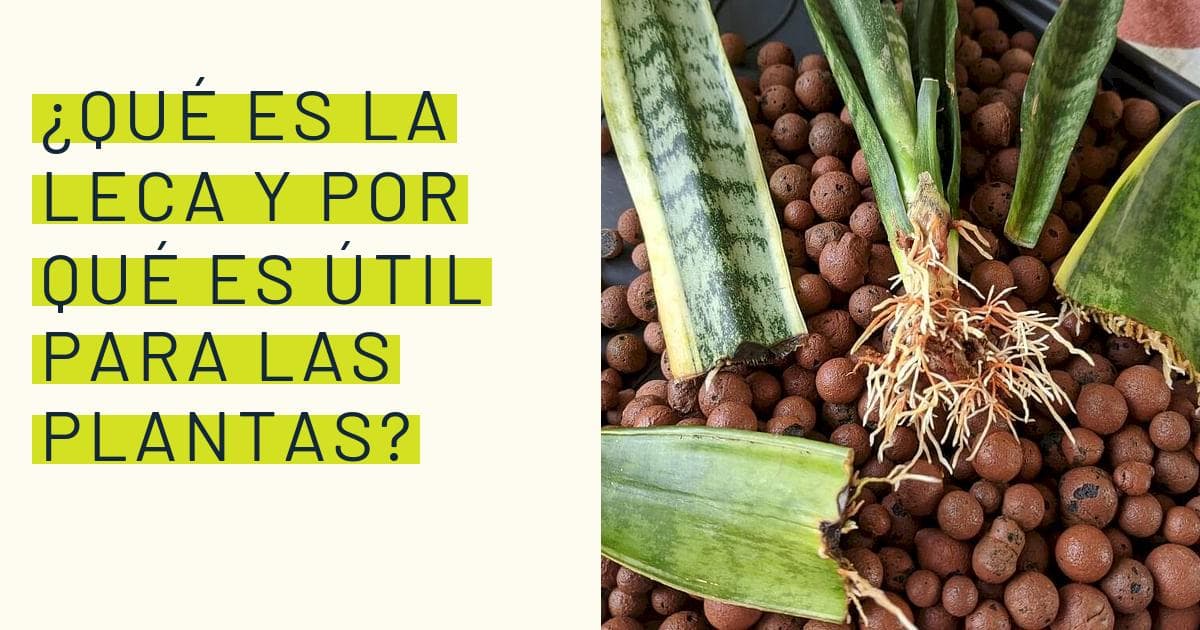 ¿Qué es la Leca y por qué es útil para las plantas?