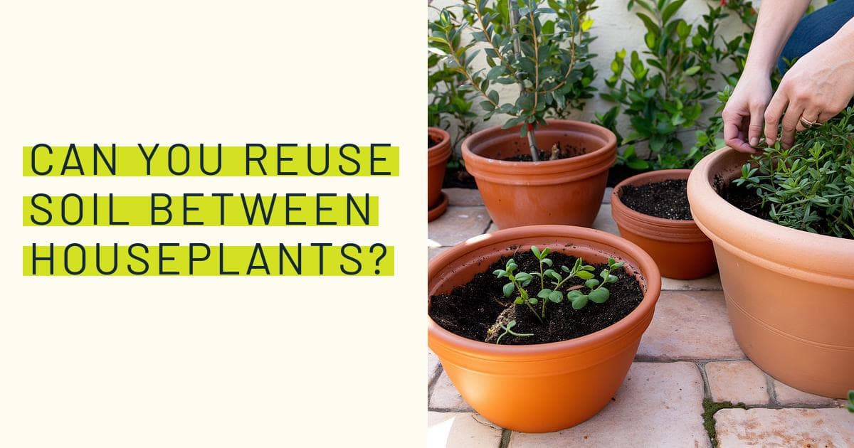 Can You Reuse Soil Between Houseplants?