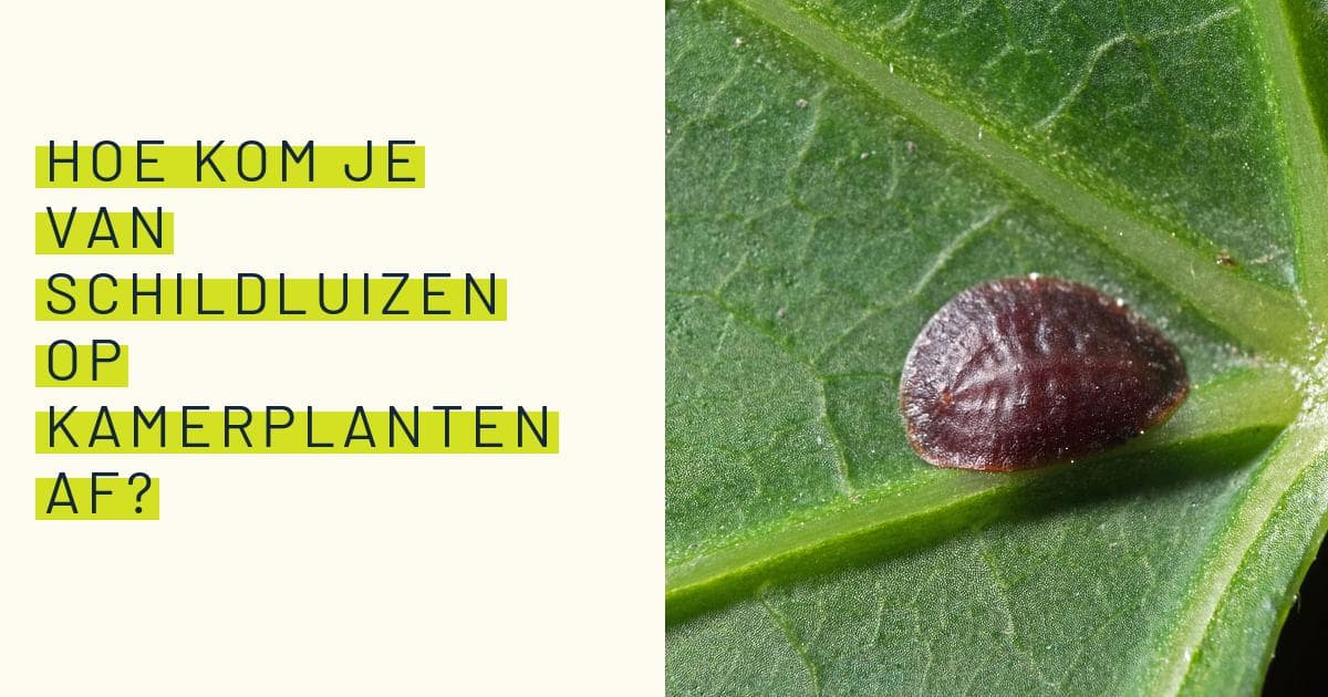 Hoe kom je van schildluizen op kamerplanten af?