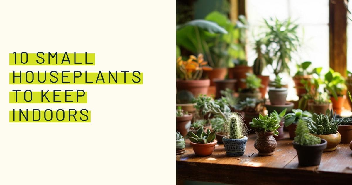10 Small houseplants to keep indoors
