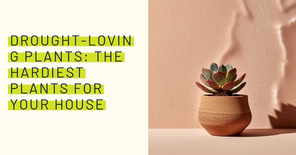 Drought-Loving Plants: The hardiest plants for your house