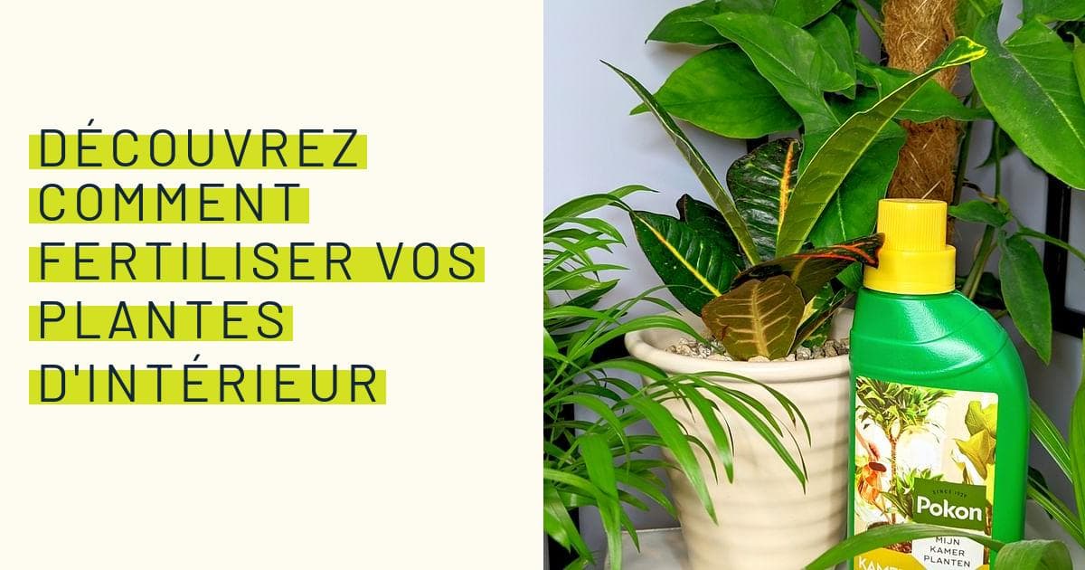 Découvrez comment fertiliser vos plantes d'intérieur