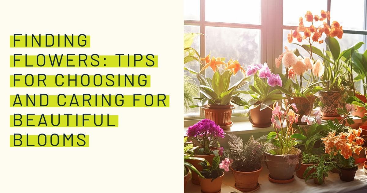 Finding Flowers: Tips for Choosing and Caring for Beautiful Blooms