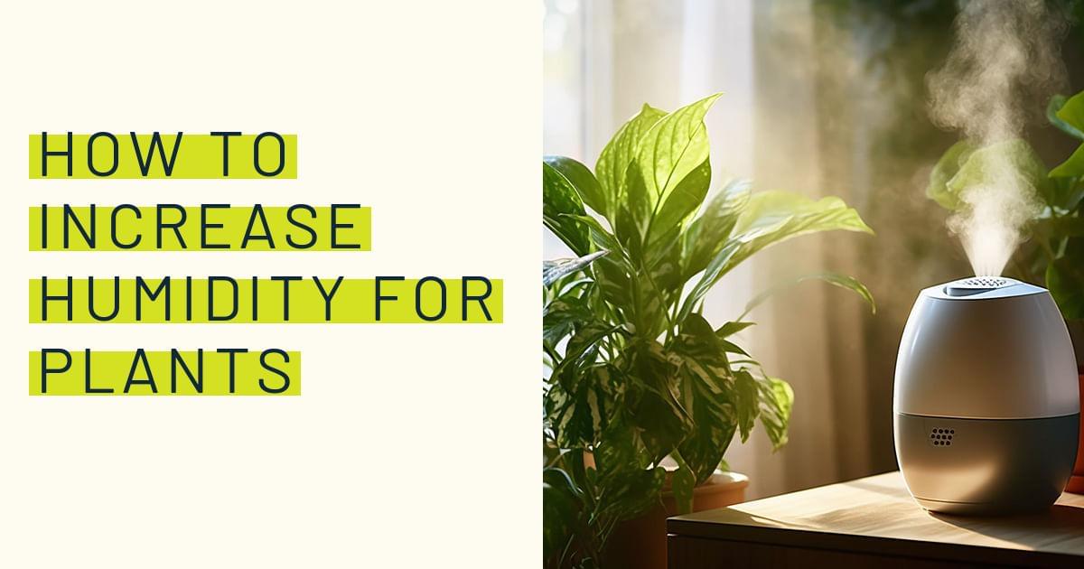 How to Increase Humidity for Plants