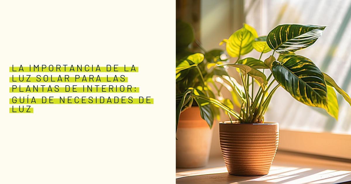 La importancia de la luz solar para las plantas de interior: Guía de ...