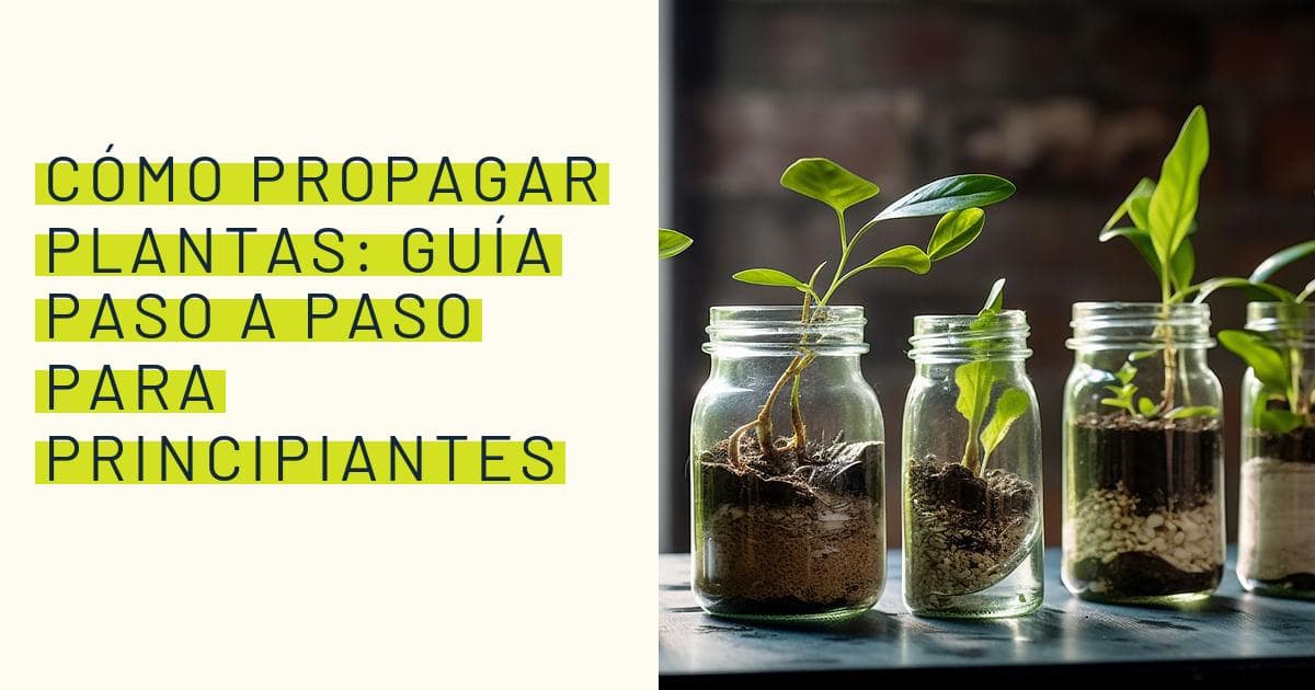 Cómo propagar plantas: Guía paso a paso para principiantes