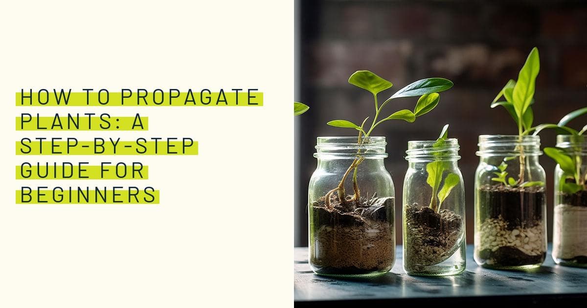 How to Propagate Plants: A Step-by-Step Guide for Beginners