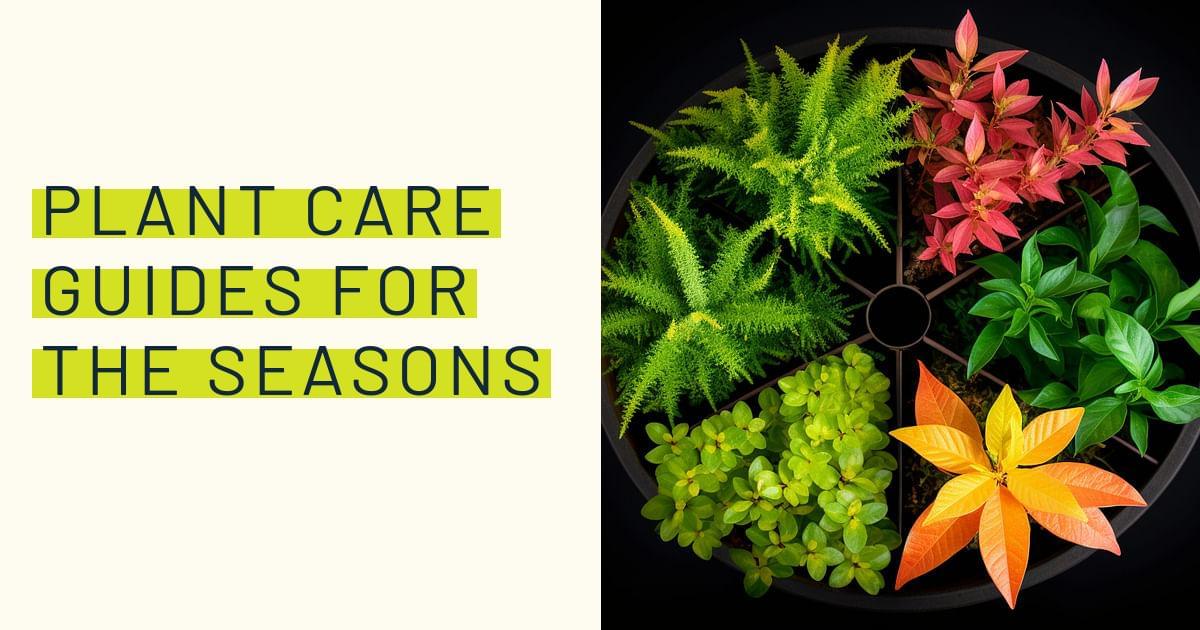 Plant Care Guides for the Seasons