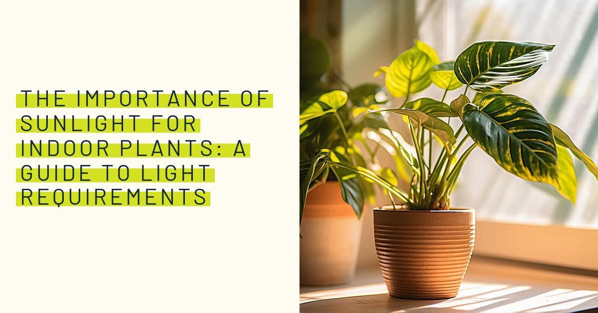 The Importance of Sunlight for Indoor Plants: A Guide to Light Requirements