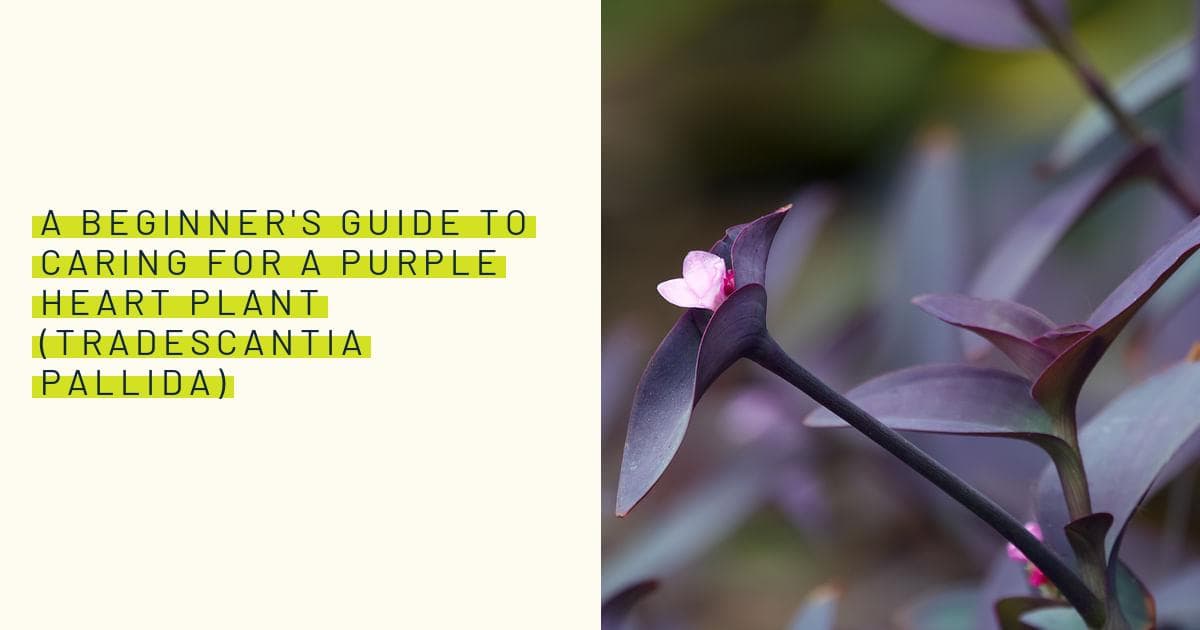 A Beginner's Guide to Caring for a Purple Heart Plant (Tradescantia ...