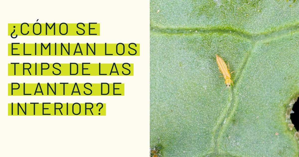 ¿Cómo se eliminan los trips de las plantas de interior?