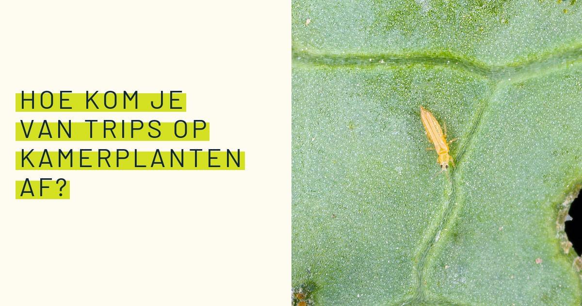 Hoe kom je van trips op kamerplanten af?