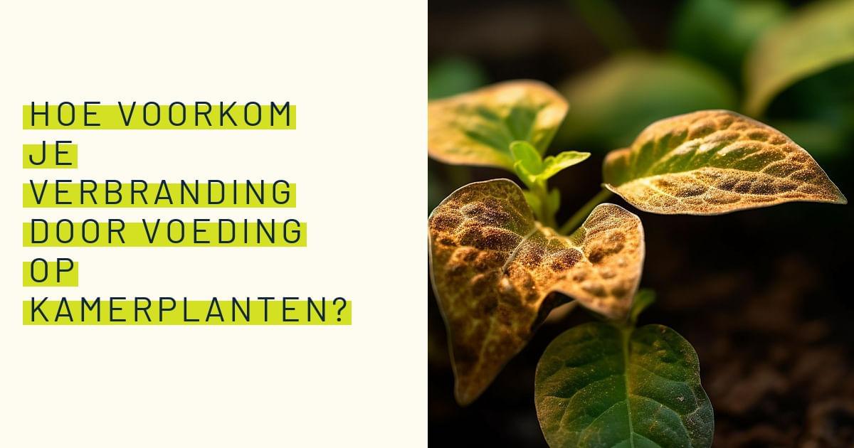 Hoe voorkom je verbranding door voeding op kamerplanten?