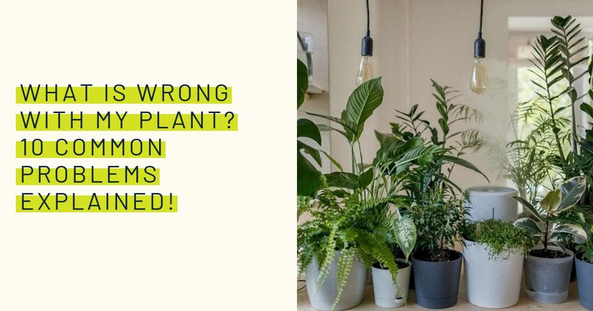 What is wrong with my plant? 10 common problems explained!
