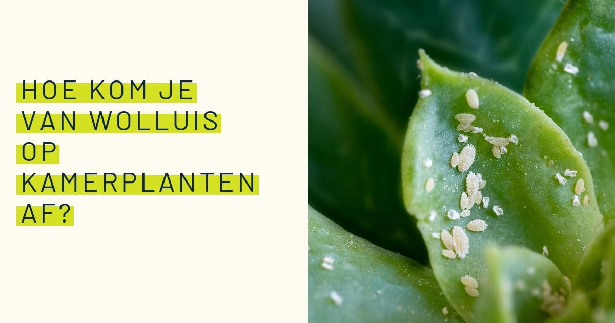 Hoe kom je van wolluis op kamerplanten af?