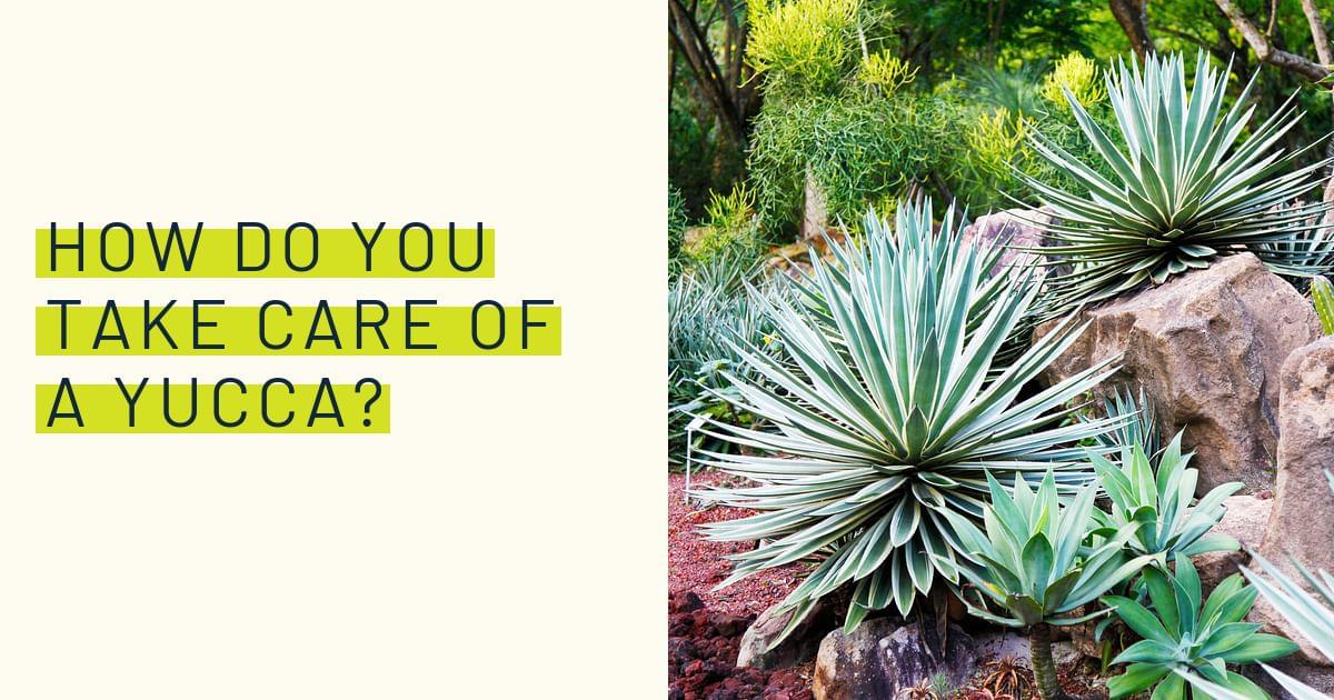 How do you take care of a Yucca?