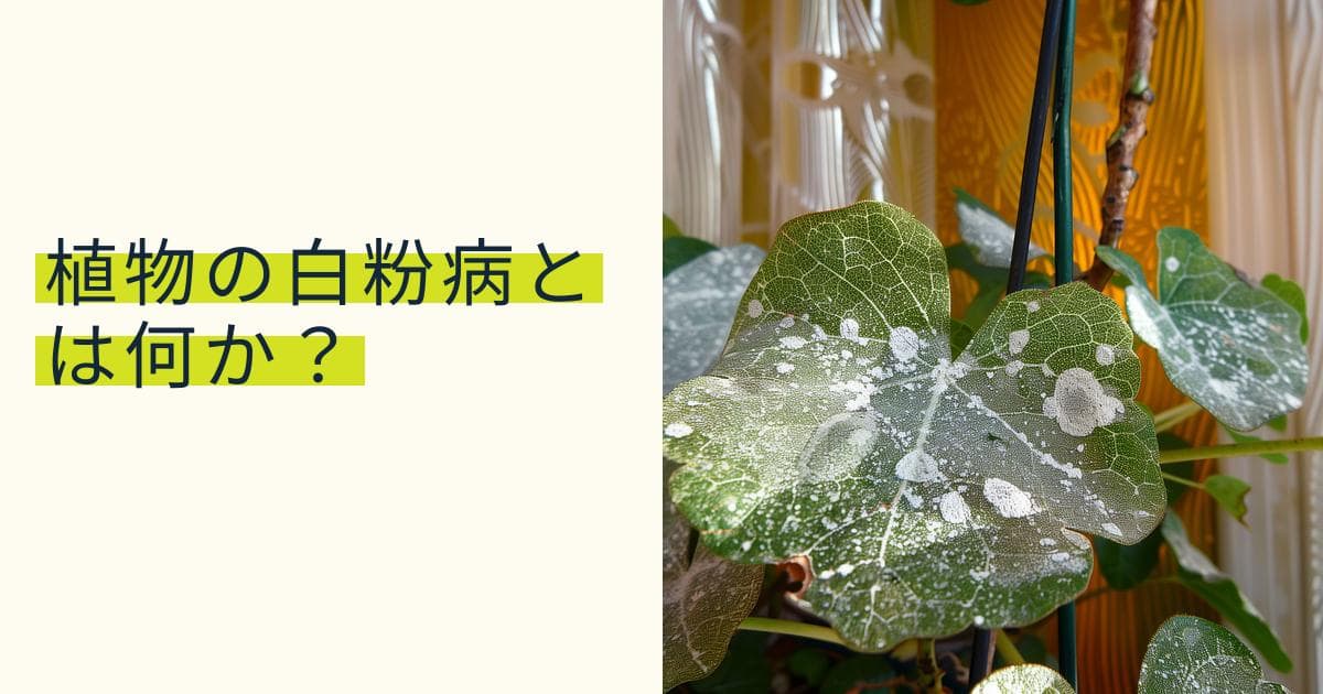 植物の白粉病とは何か？